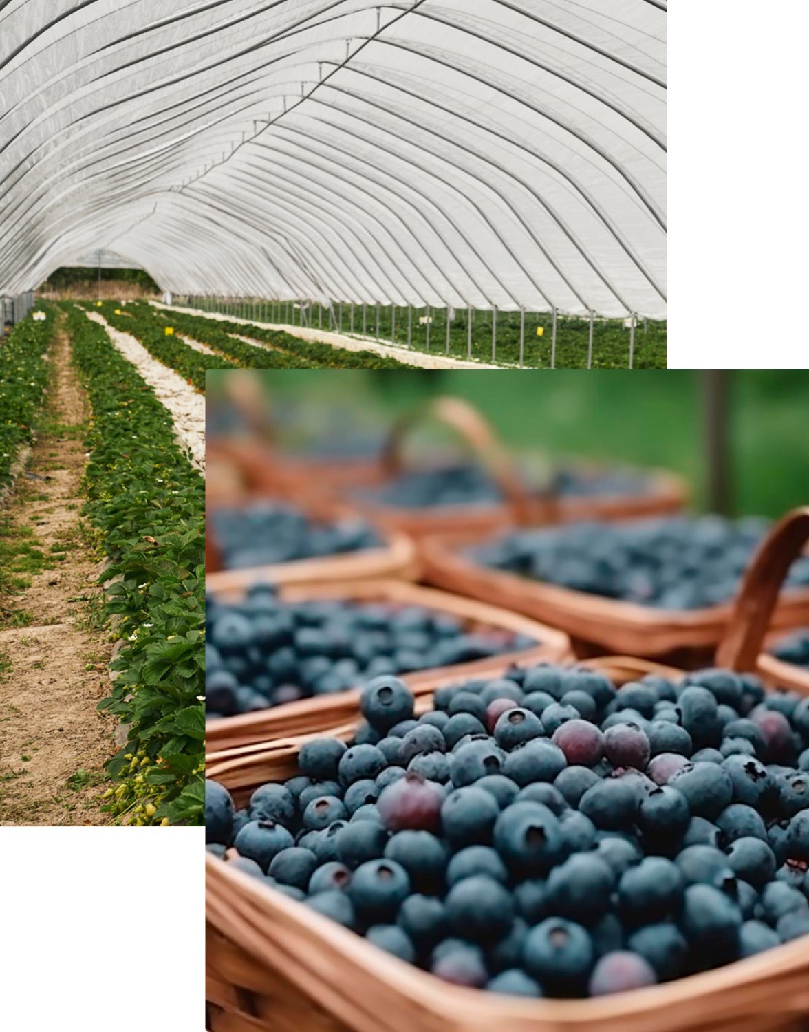 Quasar Berry Farms – Quasar Berry Farms